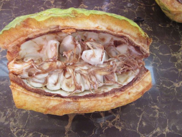Chocolate is not going extinct | Northern Colorado Climo Prof